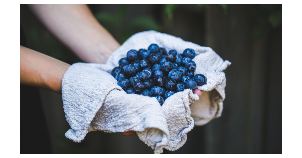 Fermentacija - Santamed