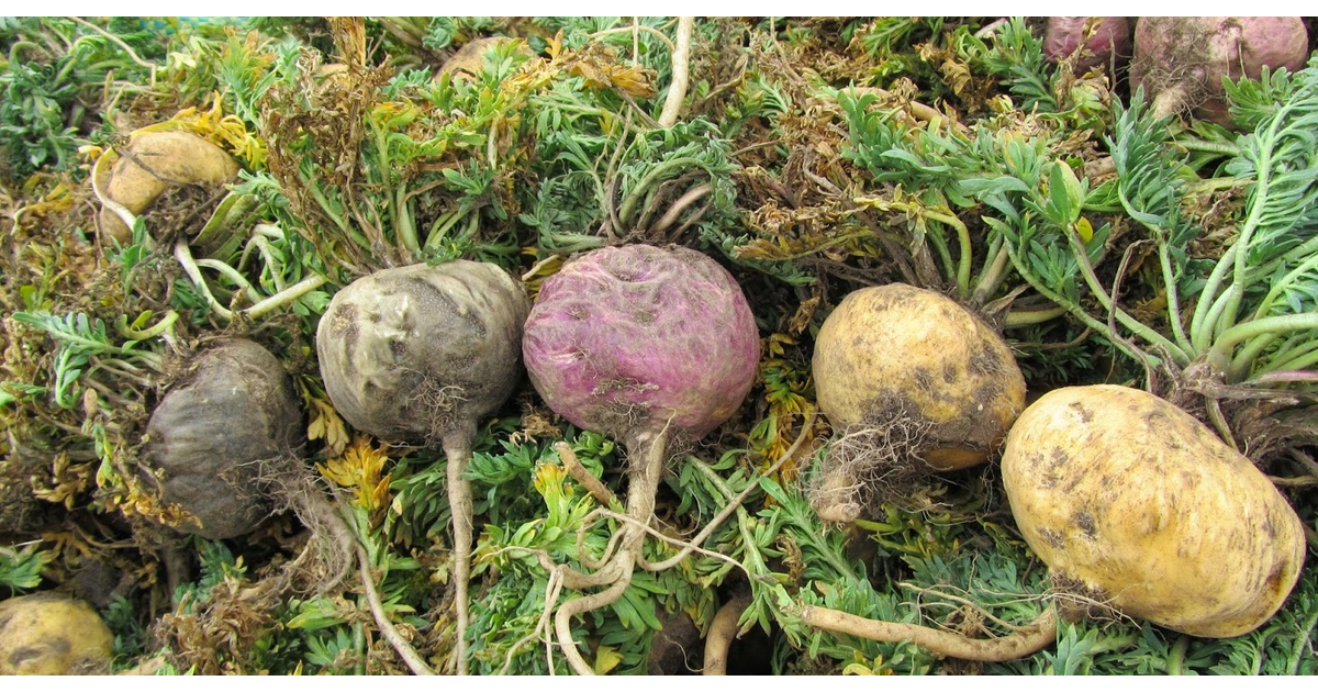 Zašto je maka super hrana? - Santamed